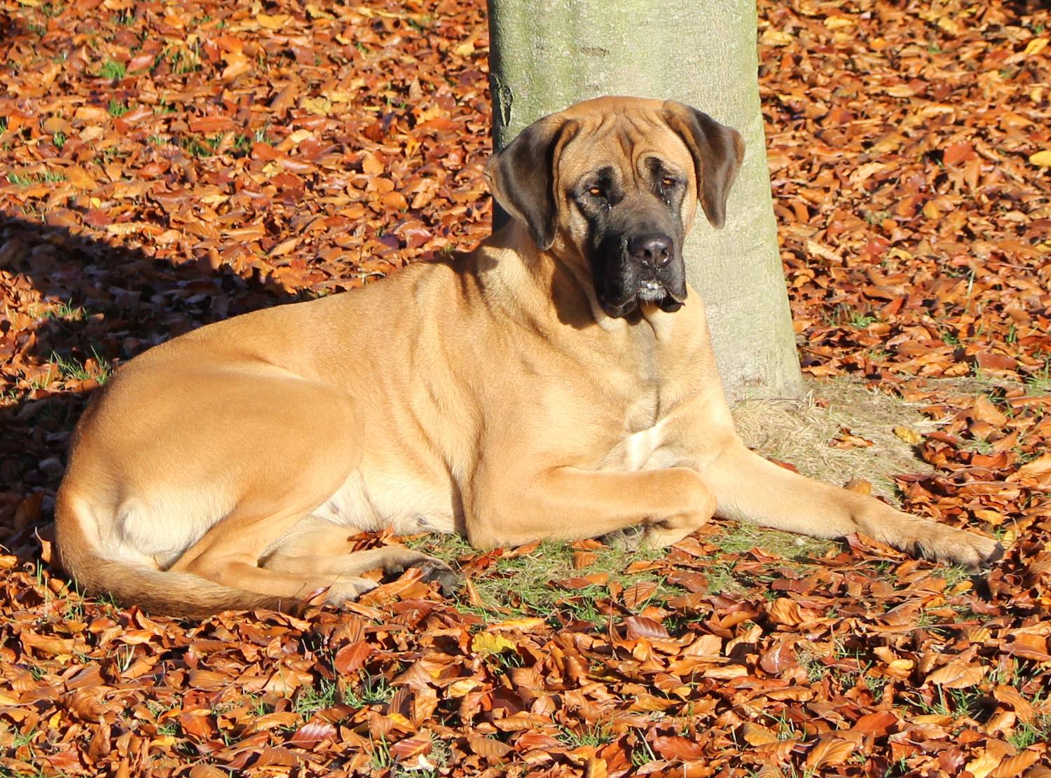 De Belgische Mastiff vzw