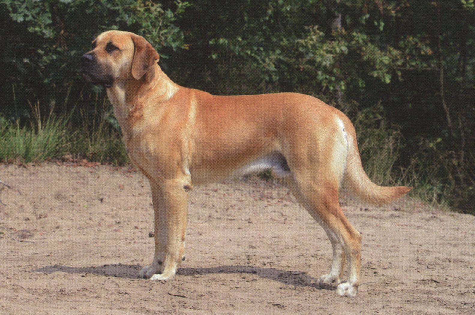 De Belgische Mastiff vzw