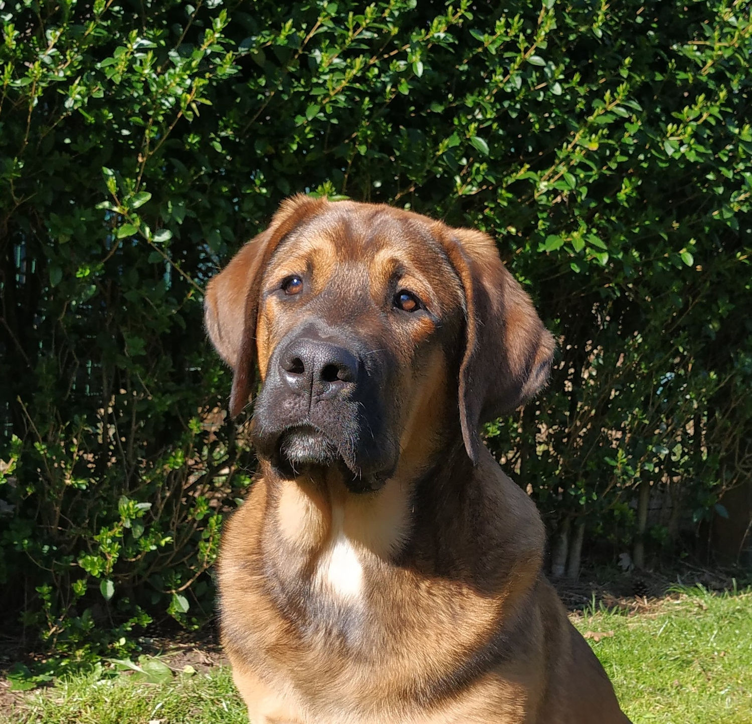 De Belgische Mastiff vzw