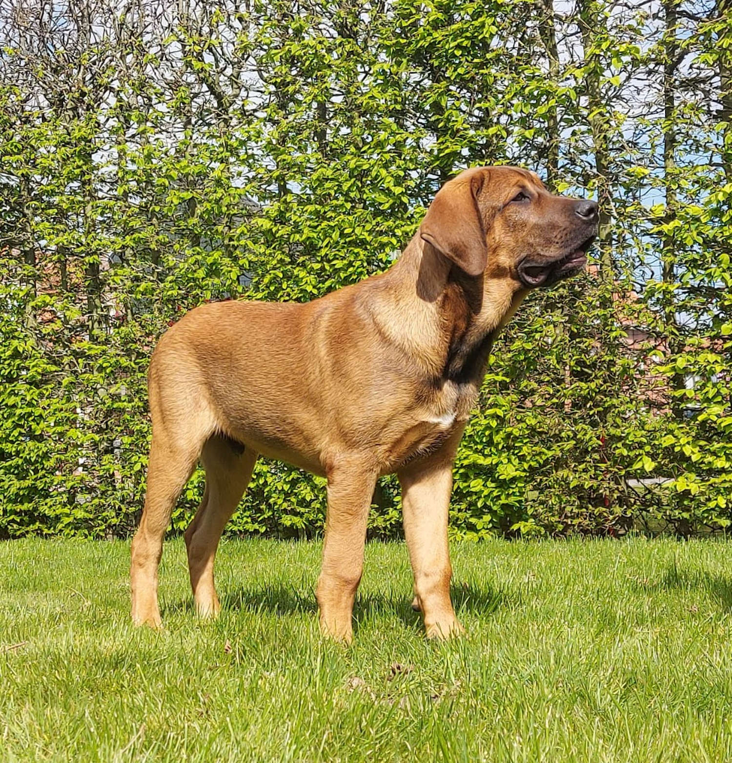 De Belgische Mastiff vzw