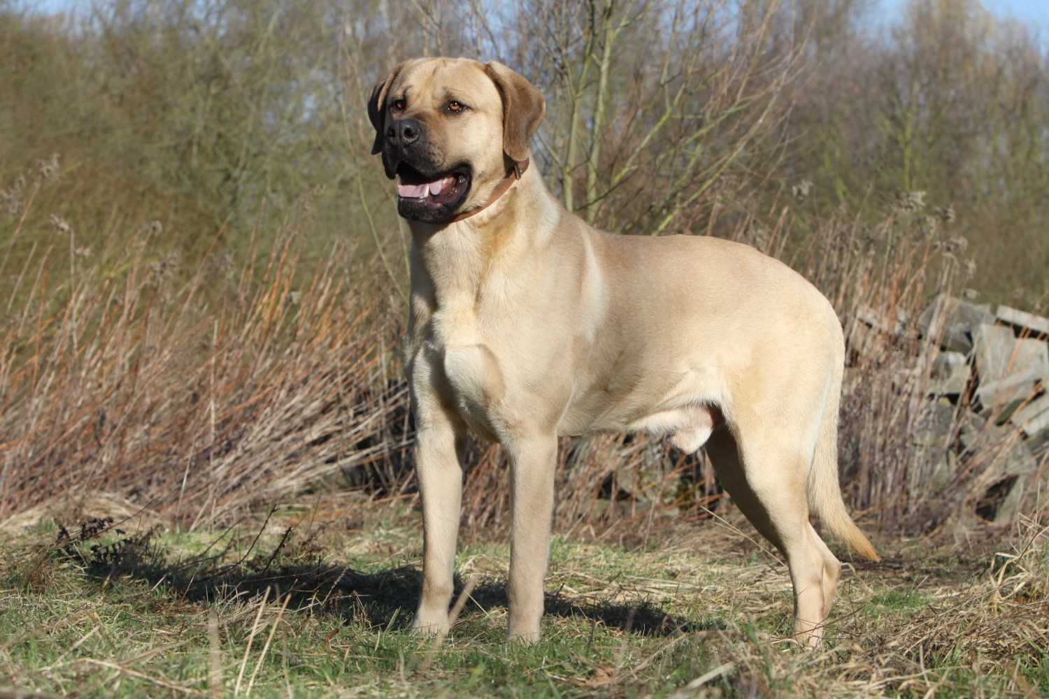 De Belgische Mastiff vzw