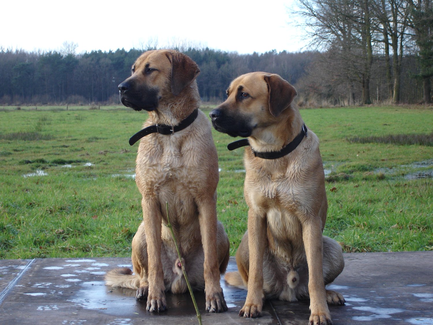 De Belgische Mastiff vzw