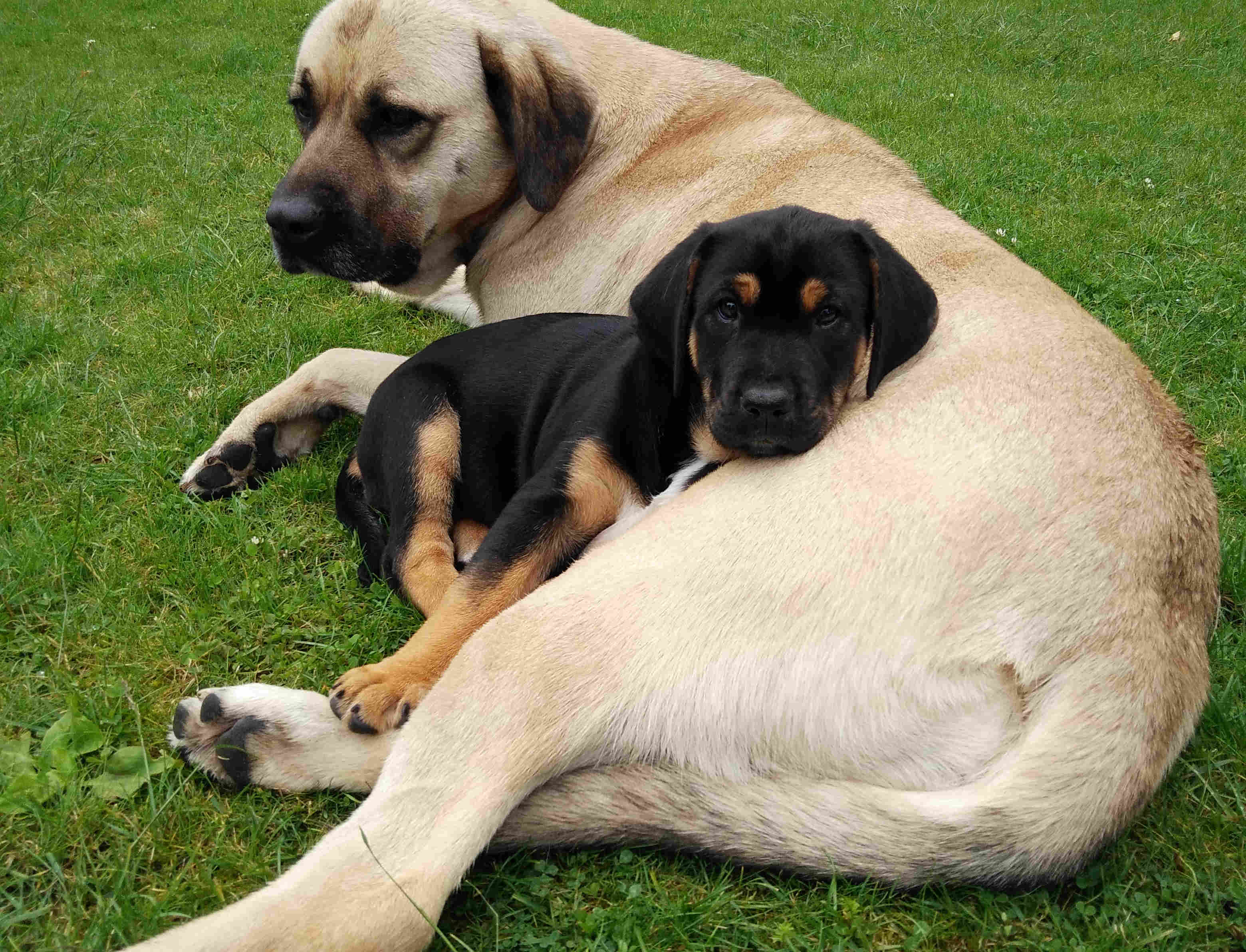 De Belgische Mastiff vzw
